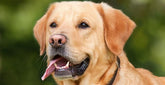 Totem Dog: Symbolism and meaning – Fauna