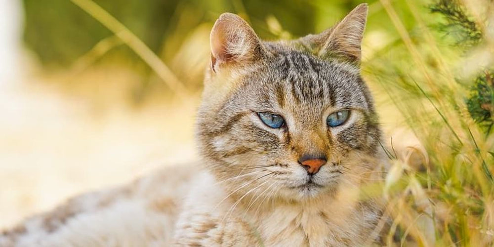 Cat spirit animal : Symbolism and meaning