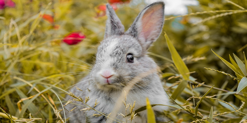 Animal totem Rabbit: Meanings and symbolism – Fauna