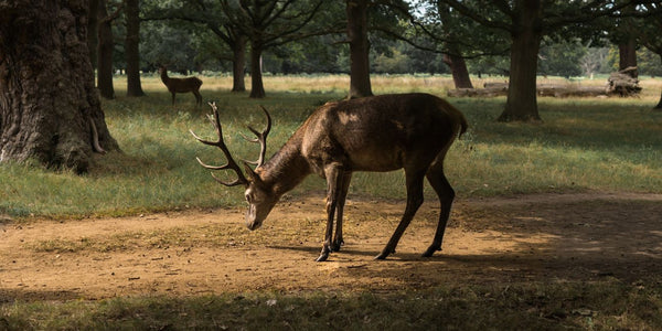 Deer spirit animal : Symbolism and meaning