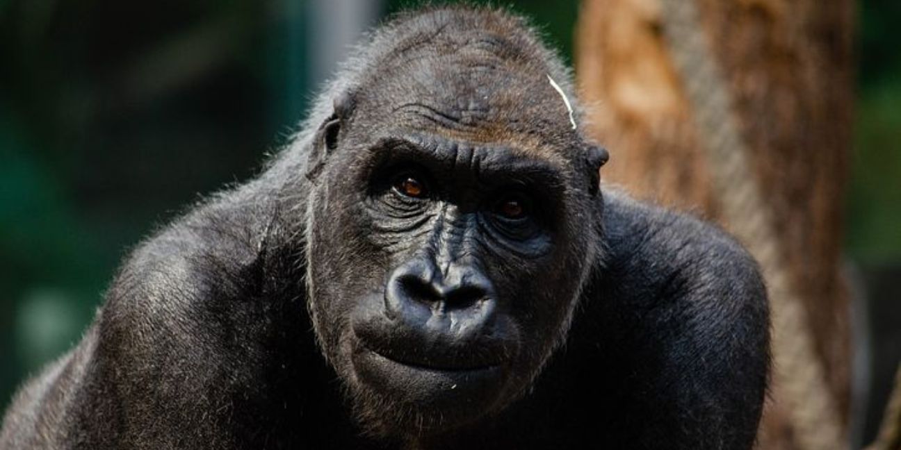 Gorilla spirit animal : Symbolism and meaning
