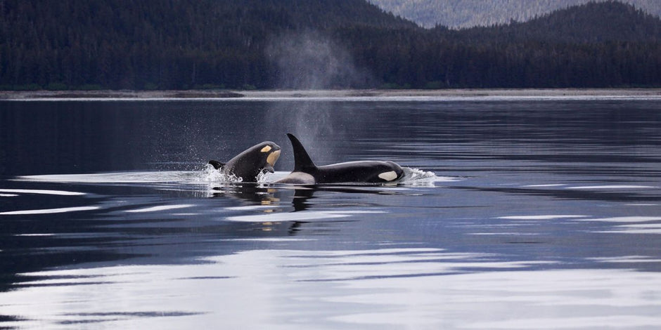 Orca spirit animal : Symbolism and meaning – Fauna