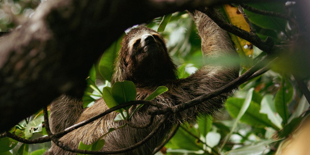 Animal Totem Paresseux : Symboliques et significations