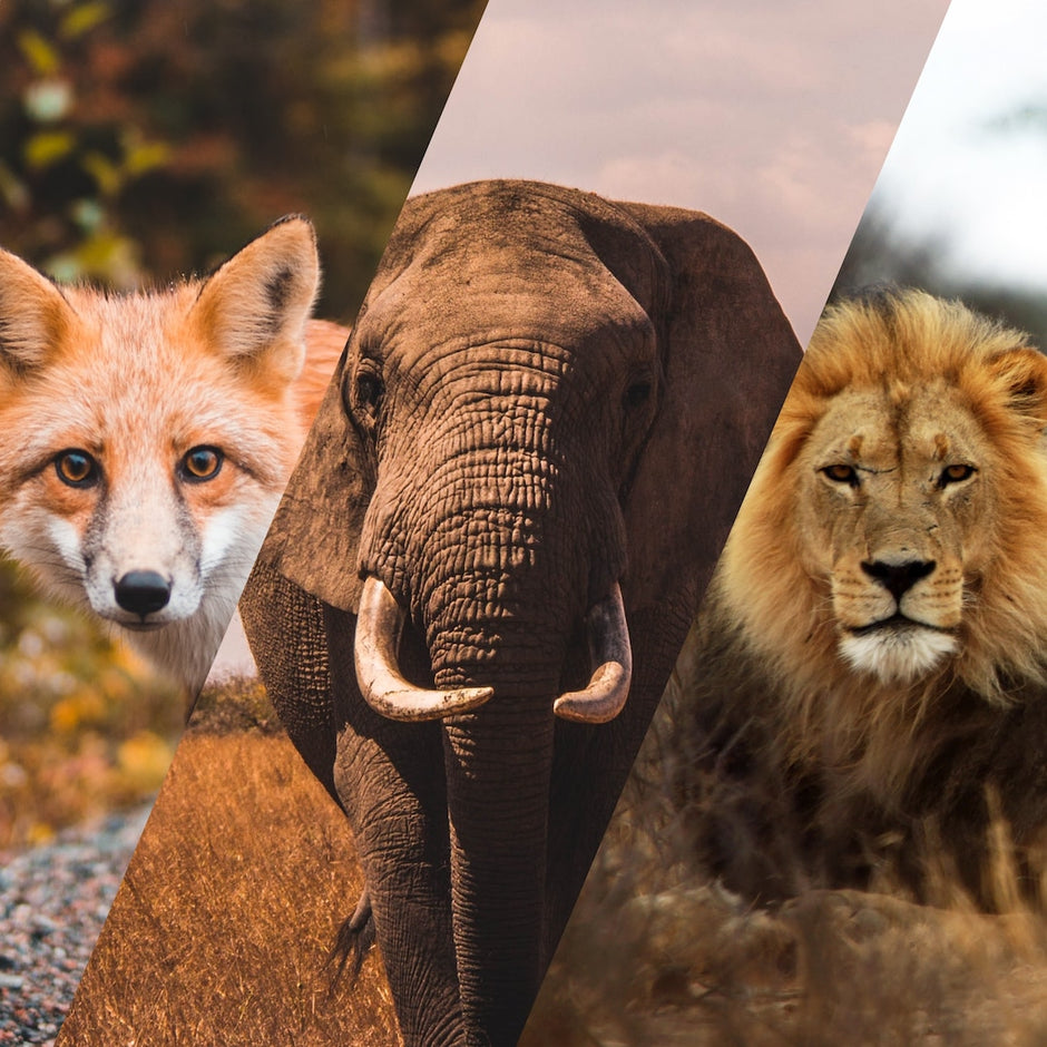 Spirit animal : Complete guide – Fauna